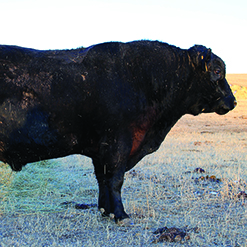 Sand Rock Angus | Timeless Quality. Innovative Methods.