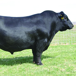 Sand Rock Angus | Timeless Quality. Innovative Methods.