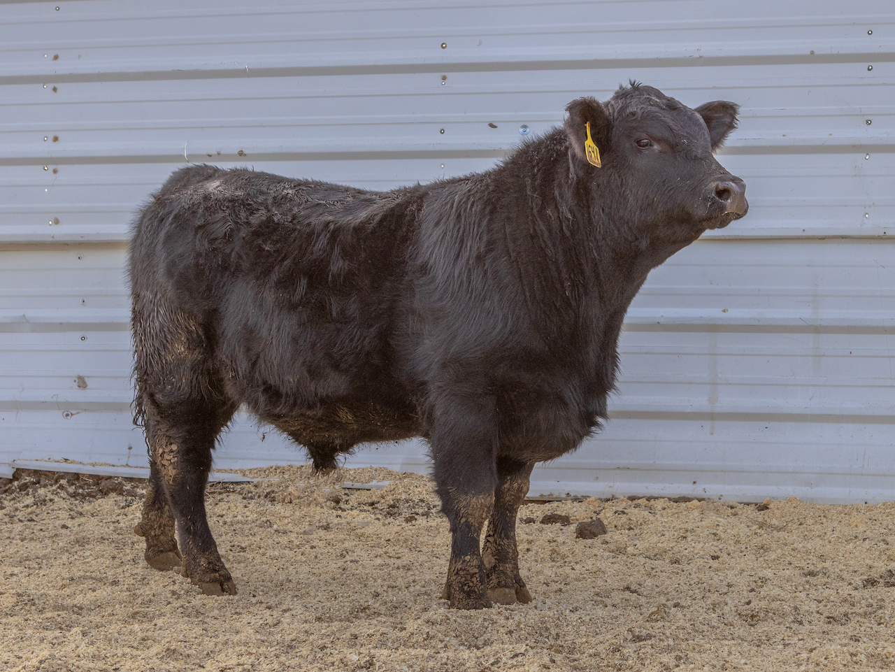 Blueprint | Product categories | Sand Rock Angus